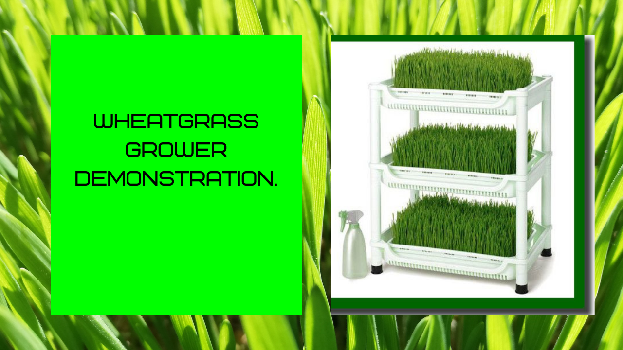 Wheatgrass grower demonstration.Grow organic Wheatgrass at home easily ...